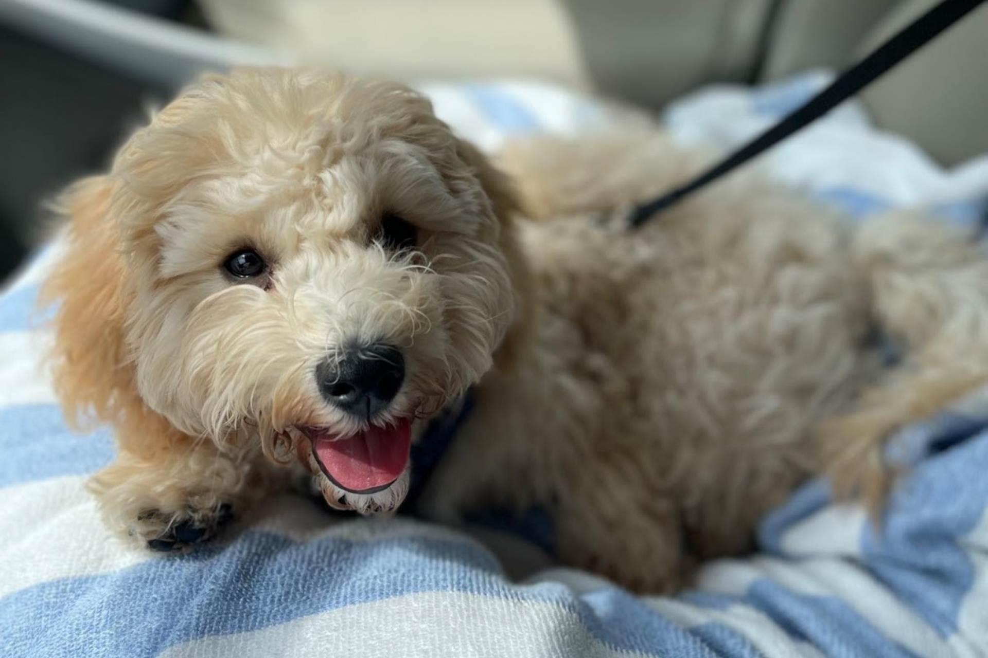 What it’s like getting a puppy - The Works Counseling Center